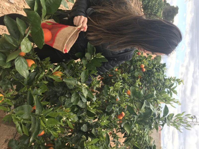 Valencia: Orange Farm and Orchard Trip with Tastings - Frequently Asked Questions