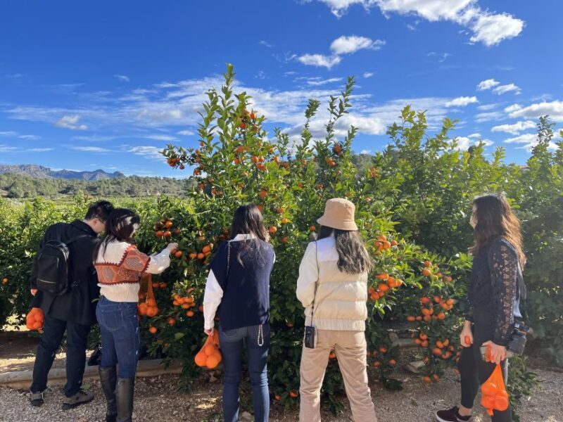 Valencia: Orange Farm and Orchard Trip with Tastings - Final Thoughts