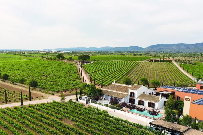 Valencia: Vineyard Tour with Local Wine Tasting & Appetizer - The Value of the Experience
