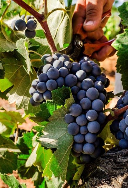 Valencia: Vineyard Tour with Local Wine Tasting & Appetizer - Frequently Asked Questions