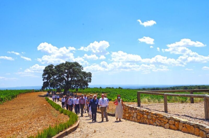 Valencia: Winery Visit with Vineyard Tour & Wine Tasting - The Sum Up