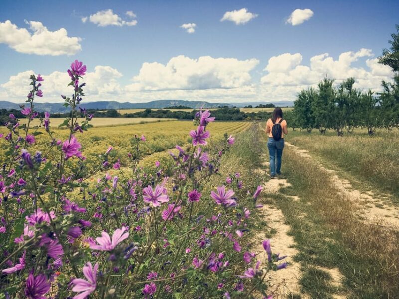 Valensole : Visit of a winery and lavender farm - The Authentic Charm of Provencal Life