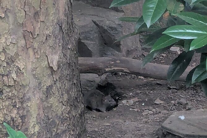 Valentine's Day Garbage and Rats in NYC Walking Tour - Practical Details