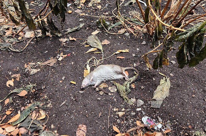 Valentine's Day Garbage and Rats in NYC Walking Tour - FAQ (Frequently Asked Questions)