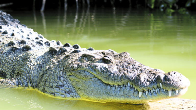 VALLADOLID: RIO LAGARTOS+LAS COLORADAS+EK´BALAM+CENOTE - FAQs