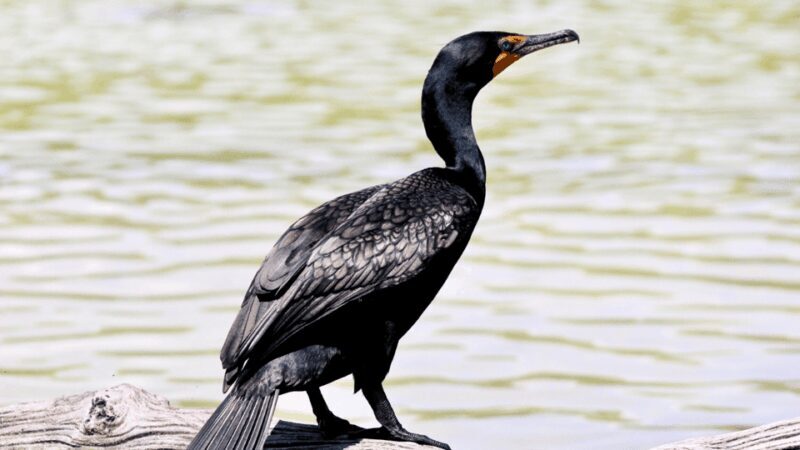 VALLADOLID: RIO LAGARTOS+LAS COLORADAS+EK´BALAM+CENOTE - Final Thoughts