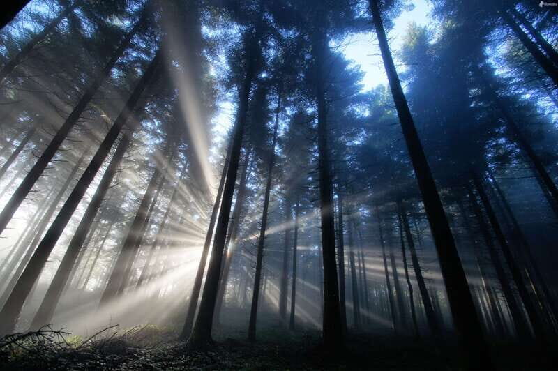 Valle de Bravo: Magical night at the forest - Who Will Love This Tour?