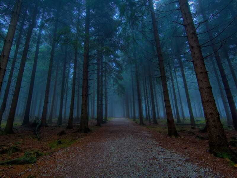 Valle de Bravo: Magical night at the forest - Practical Tips for Travelers
