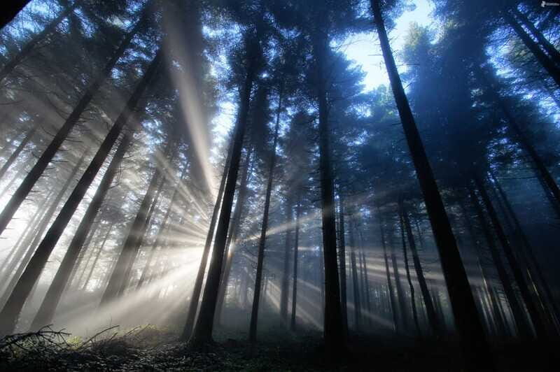 Valle de Bravo: Magical night at the forest - The Sum Up