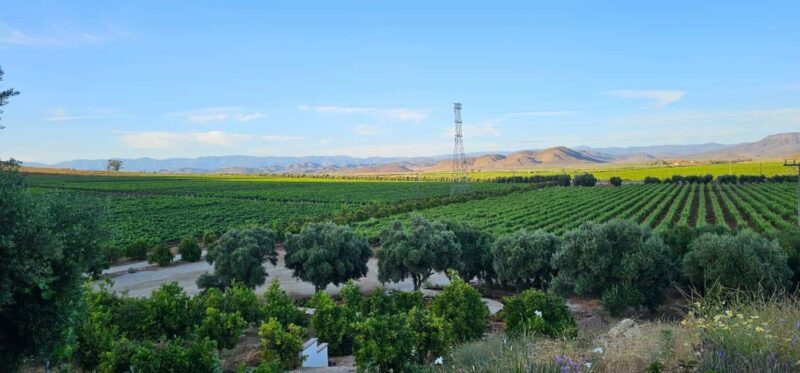 Valle de Guadalupe Tour: Wine Tastings Included - The Itinerary and Its Value