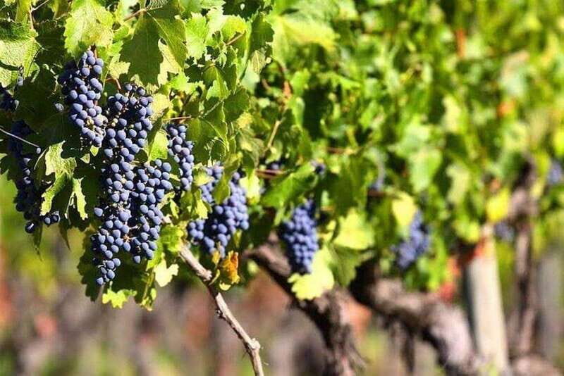 Valle de Guadalupe: Wine Tasting and Wagon Tour - Vineyard Tour and Education