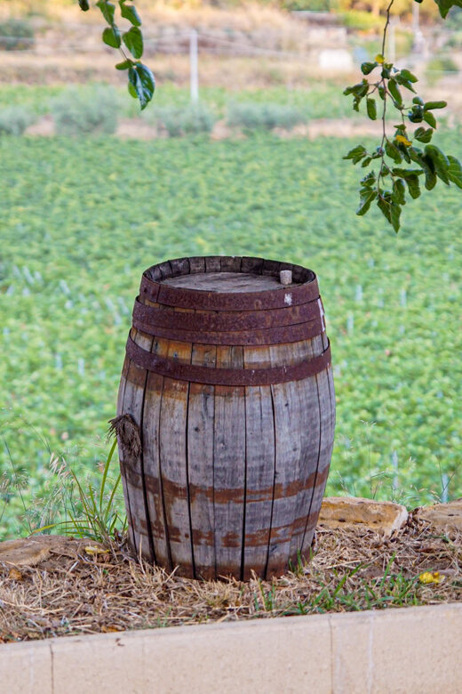 Valle delle Ferle: Wine Tasting & brunch in Caltagirone - Discovering Valle delle Ferle: An Authentic Sicilian Winery