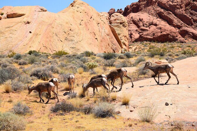 Valley of Fire and Lost City Museum Tour from Las Vegas - Final Thoughts