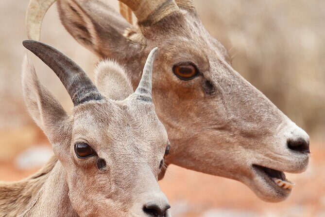 Valley of Fire and Red Rock Canyon Day Tour from Las Vegas - Practical Tips for Travelers