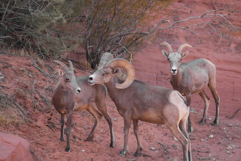 Valley of Fire Guided Hiking Tour & Mojave Desert Adventure - Frequently Asked Questions