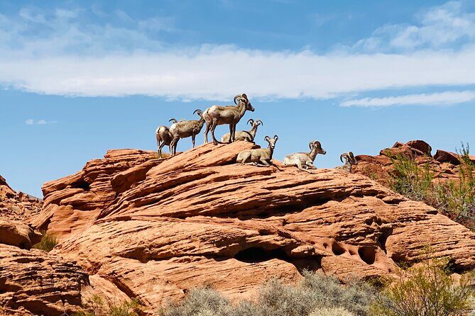 Valley of Fire Guided Tour from Las Vegas - Who Should Consider This Tour?
