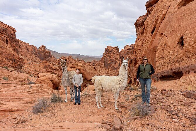 Valley of Fire Llama Hikes - Discovering the Valley of Fire with a Quirky Twist