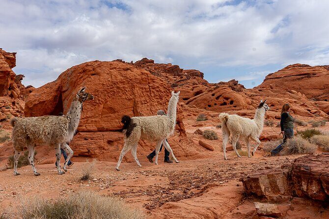 Valley of Fire Llama Hikes - FAQs