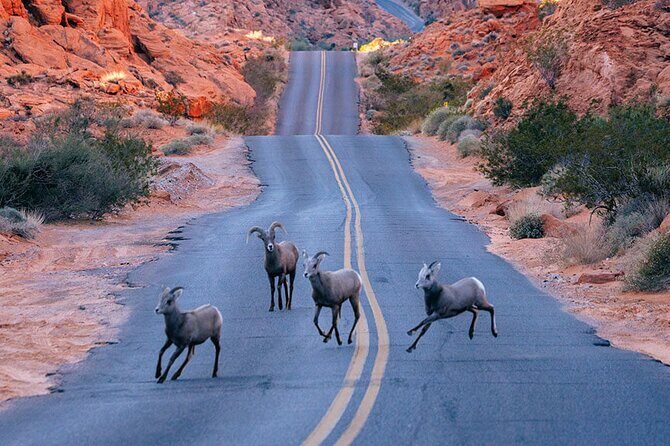 Valley of Fire State Park on a Slingshot - What We Love & Things to Keep in Mind