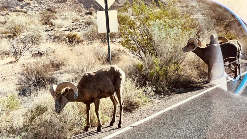 Valley of Fire VIP Small Group Tour From Las Vegas - The real-world experience: From reviews to reality
