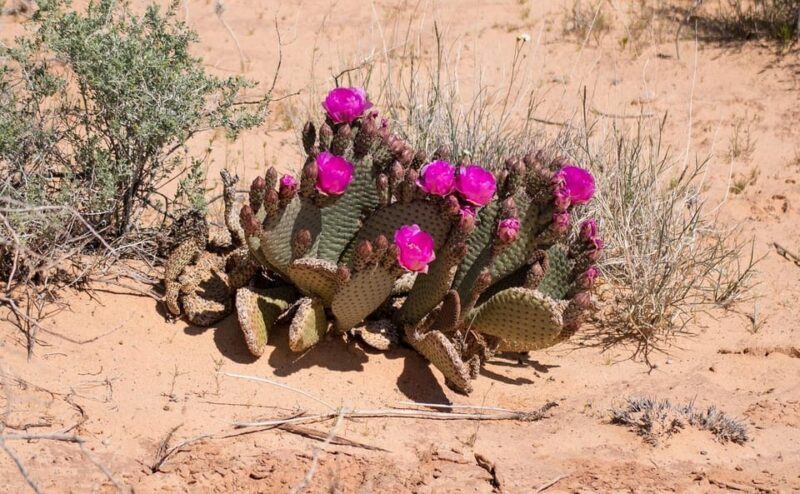 Valley of Fire VIP Small Group Tour From Las Vegas - An Authentic Day in Nevada’s First State Park