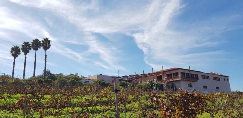 Valley of Tegueste: Wine Tour with Tasting at El Lomo Winery - The Itinerary in Detail