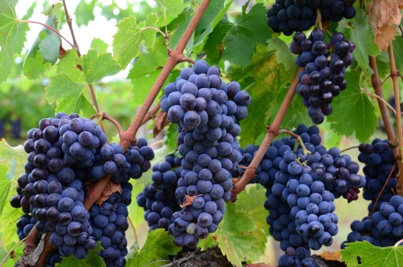 Valpolicella: 1.5-Hour Guided Winery Tour with Wine Tasting - Introduction