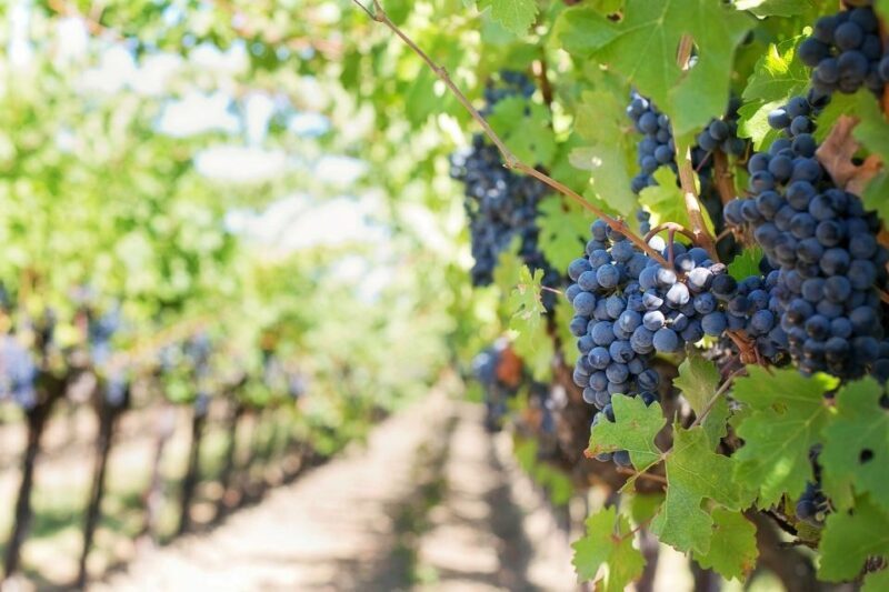 Valpolicella: 1.5-Hour Guided Winery Tour with Wine Tasting - FAQs