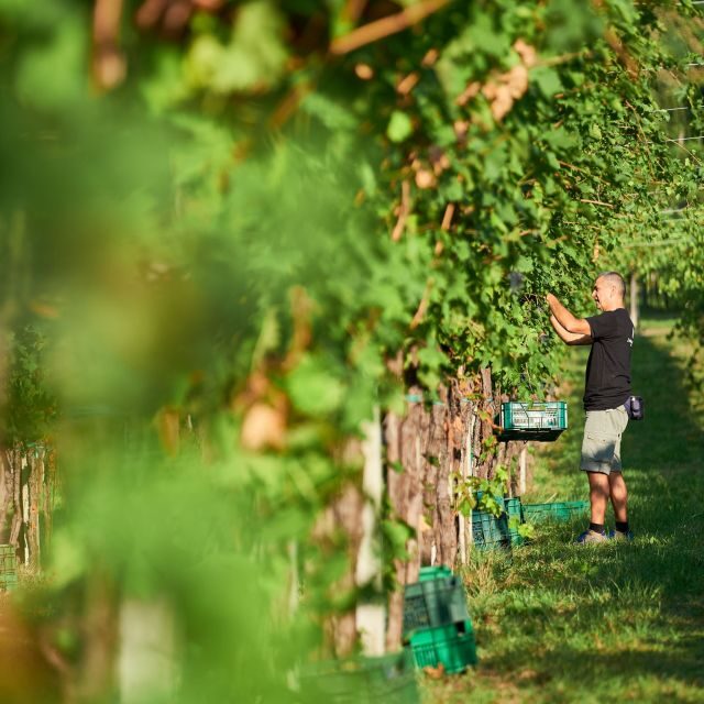 Valpolicella: Amarone Experience with Cantina Visit - FAQ: Your Practical Questions Answered