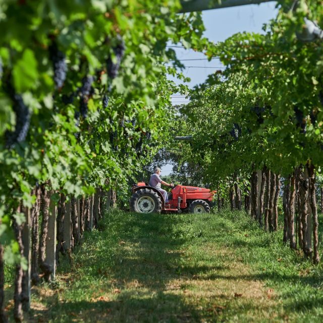 Valpolicella: Amarone Experience with Cantina Visit - Final thoughts