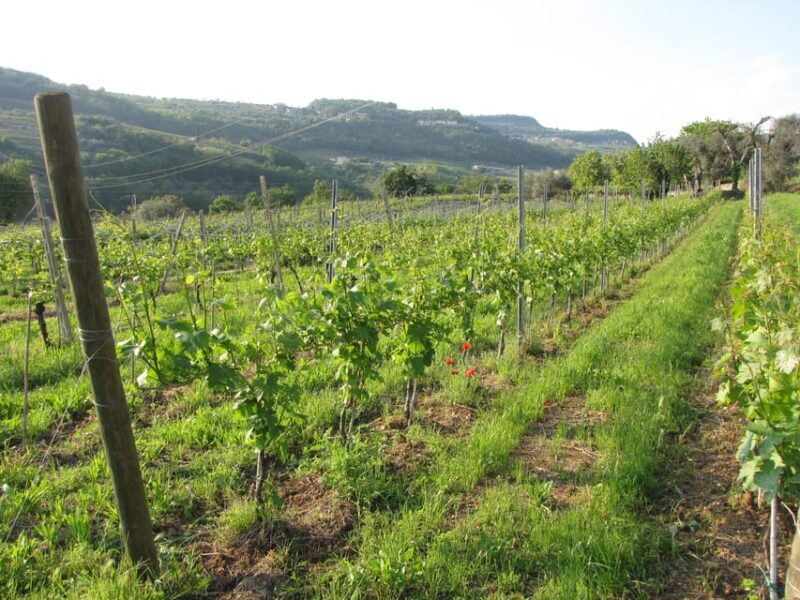 Valpolicella in the round: tasting of typical Valpolicella wines - Key Points