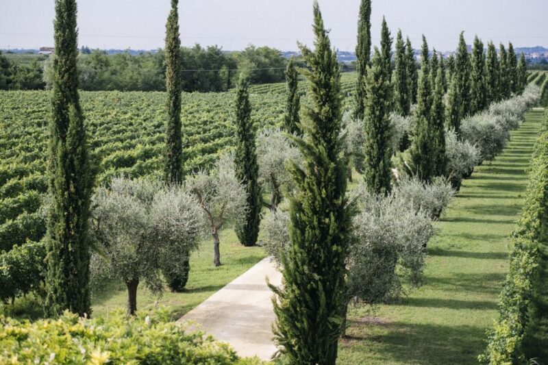 Valpolicella: Lunch or Dinner tasting with Amarone - Key Points