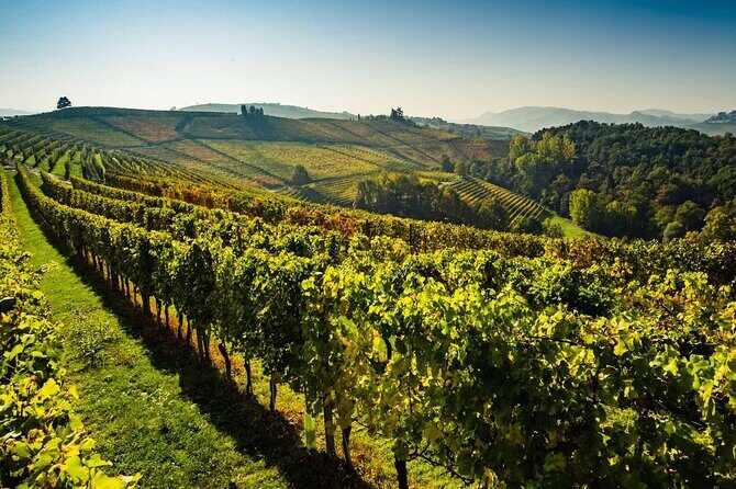 Valpolicella Wine and Olive Oil Tasting with Lunch from Verona - Who Is This Tour Best For?