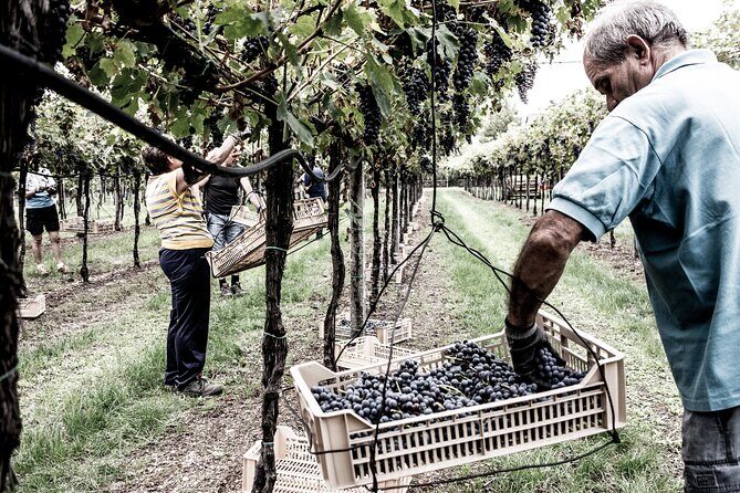 Valpolicella Wine Tasting Experience & Light Lunch - Practical Tips for Travelers