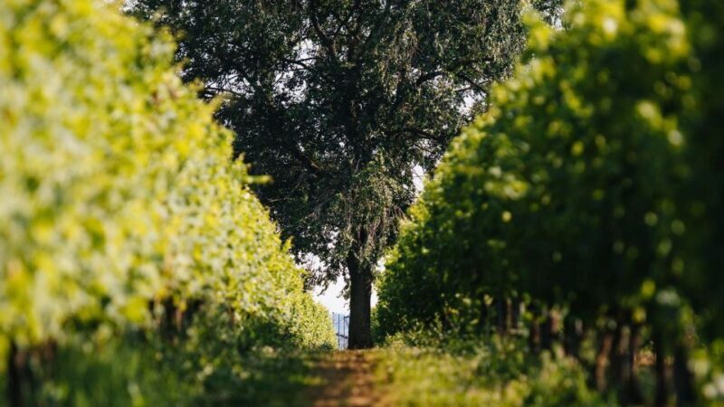 Valpolicella: Winery Tour with Red Wine&Cicchetti tasting - FAQs