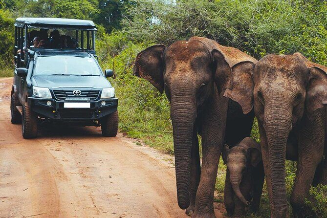 VALUE PACK! One Day Safari Tour to Yala and Udawalawa Parks - What Travelers Say: Authentic Perspectives