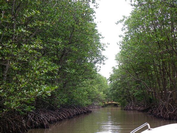 Vam Sat Mangrove Forest - VIP Private Tour from Ho Chi Minh City - Key Points