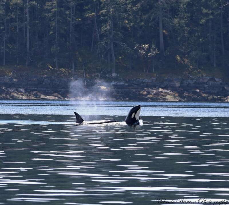 Vancouver, BC: Whale Watching Tour Small Zodiac with Guide - The Experience: What to Expect on the Tour