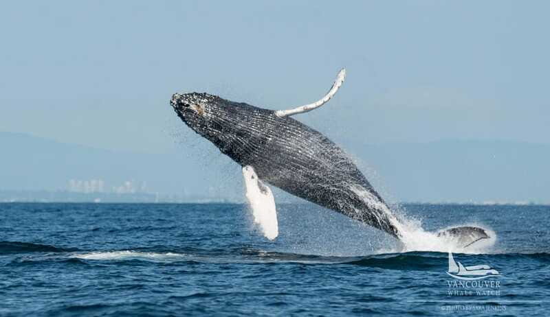 Vancouver, BC: Whale Watching Tour Small Zodiac with Guide - The Authenticity and Education