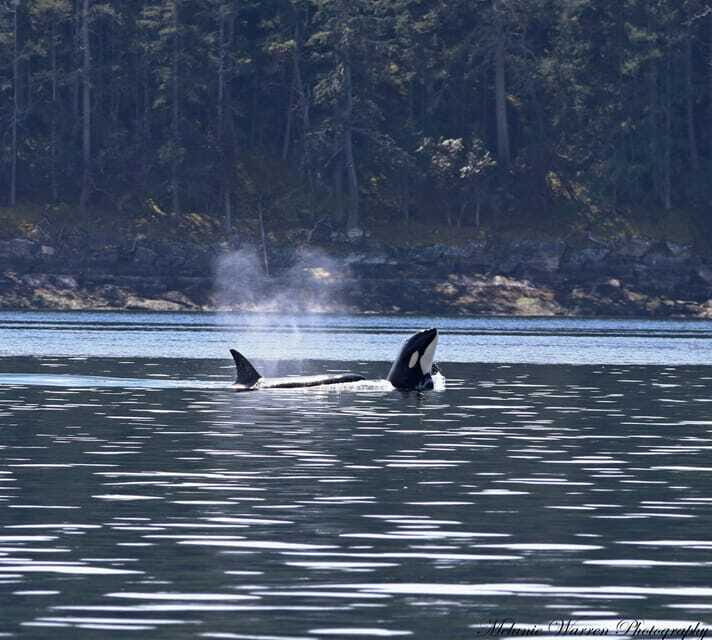 Vancouver, BC: Whale Watching Tour Small Zodiac with Guide - Frequently Asked Questions