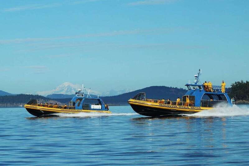 Vancouver, BC: Whale Watching Tour with Guide - A Complete Look at the Whale Watching Experience