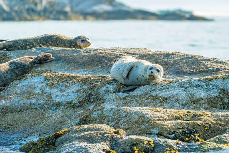 Vancouver: City and Seal Boat Tour - The Bottom Line