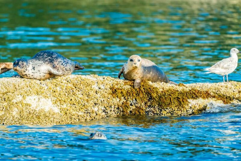 Vancouver: City and Seals Boat Tour - Discover Vancouver from the Water