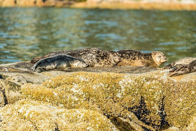 Vancouver City and Seals Scenic Boat Tour by Vancouver Water Adventures - FAQs