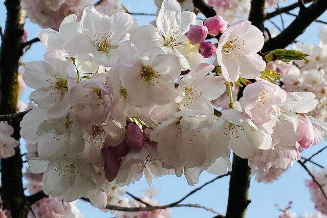 Vancouver City Tour with Cherry Blossom Festival Private - Final Thoughts
