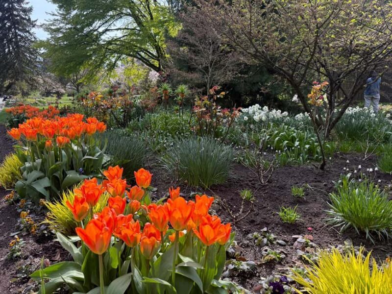 Vancouver City Tour+VipCar+Stanley Park+ChinaTown/SmallGroup - Key Points