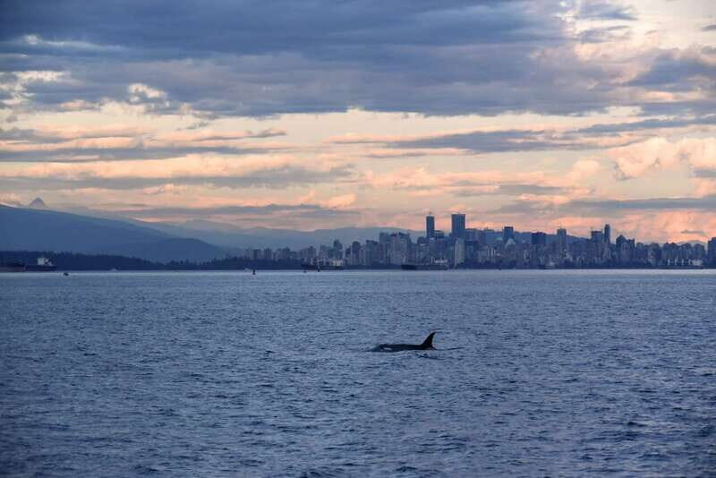 Vancouver: Covered Whale Watching Adventure with Free Photos - The Itinerary Breakdown