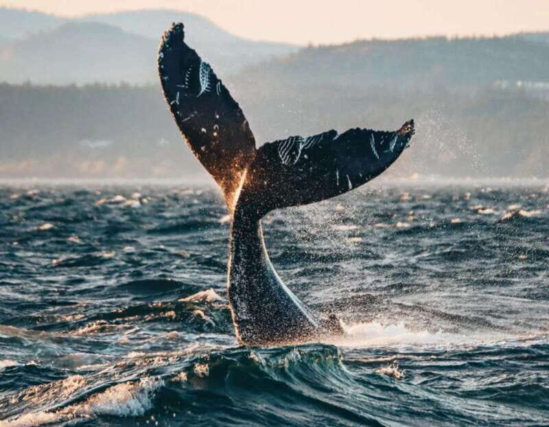 Vancouver: Covered Whale Watching Adventure with Free Photos - Authentic Reviews: What Travelers Say