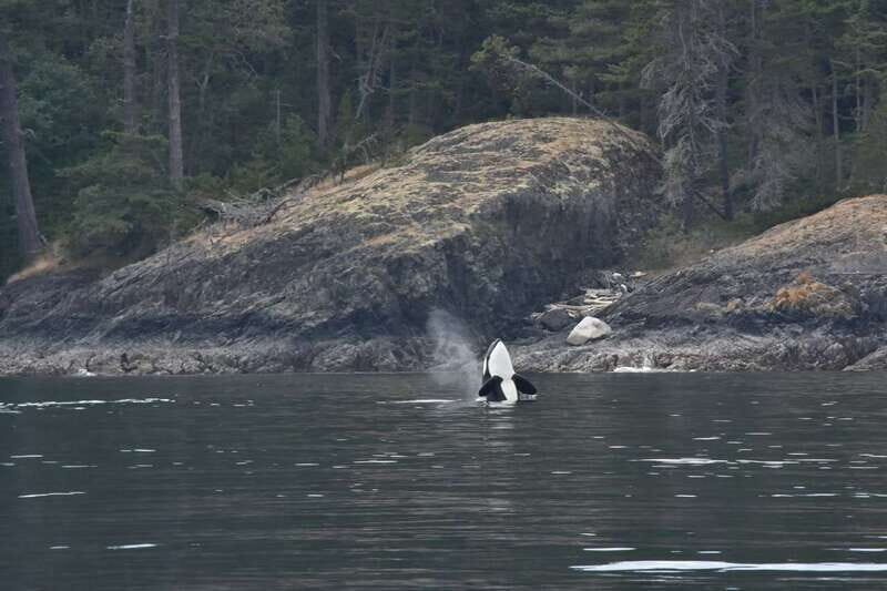 Vancouver: Covered Whale Watching Adventure with Free Photos - The Sum Up: Is It Worth It?