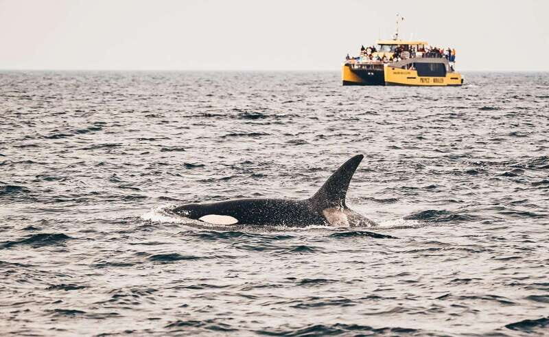 Vancouver: Covered Whale Watching Adventure with Free Photos - An In-Depth Look at the Vancouver Whale Watching Experience